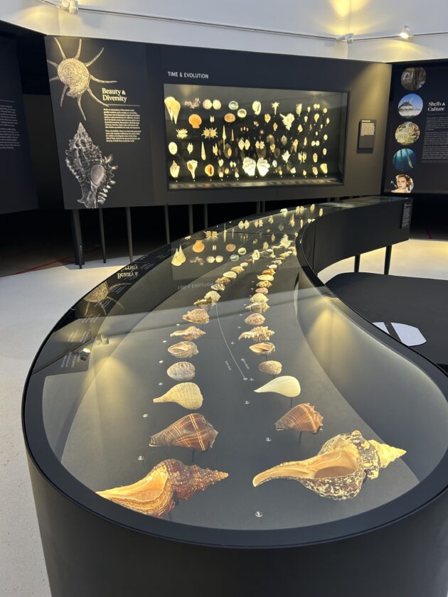 Shell museum reopens first phase of Great Hall - SANIBEL-CAPTIVA ...